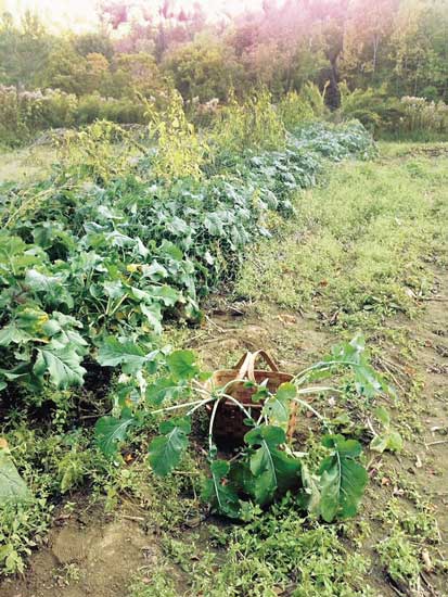 The ‘Gilfeather’ Turnip: A Vermont Heirloom Variety – Mother Earth Gardener